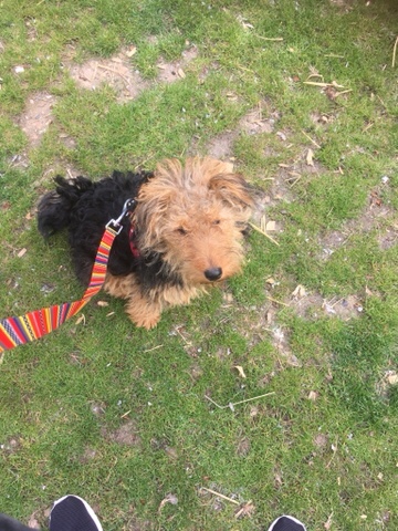 Dylis’s weekend to remember! – Dylan's Welshie World